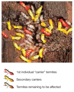 Termites - Scout Pest Elimination